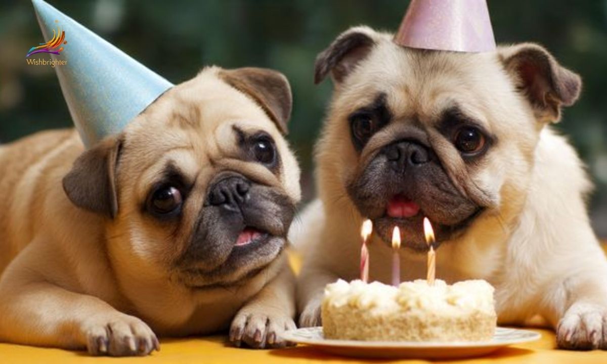 275+ Funny Birthday Wishes to Brighten Every Favorite Person’s Special Day